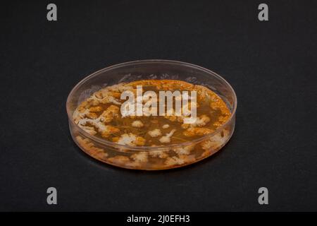 closeup photo of dry agar media in a plate Stock Photo - Alamy