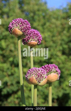Pink Lily Leek - Allium oreophilum, Closeup of single flower Stock ...