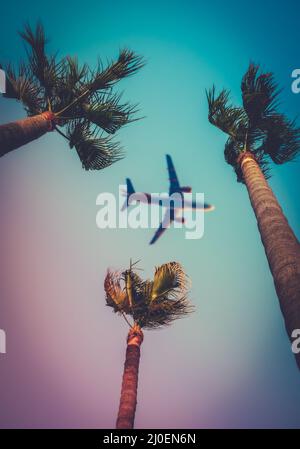 Tropical Palm Tree and Passenger Airplane In Landing Approach Stock ...