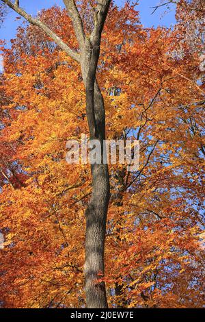 Deciduous trees, detail Stock Photo - Alamy