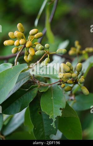 The exotic of krakas fruit. Indonesian also called kakas Stock Photo ...