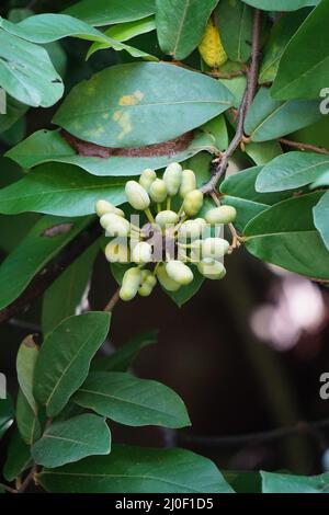 The exotic of krakas fruit. Indonesian also called kakas Stock Photo ...