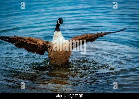Canada goose (Branta canadensis) bathing, lake Ontario, Canada Stock ...