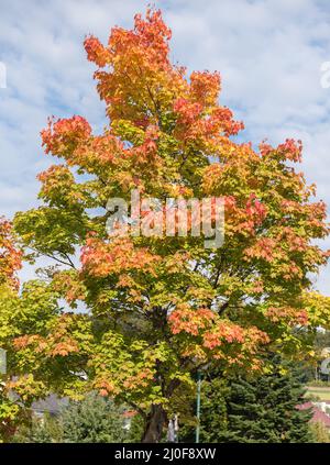 Norway maple, sycamore maple Stock Photo - Alamy