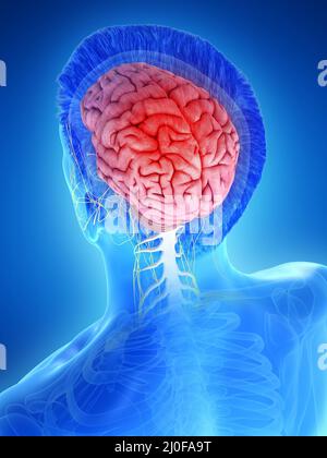 Man's brain, illustration Stock Photo - Alamy