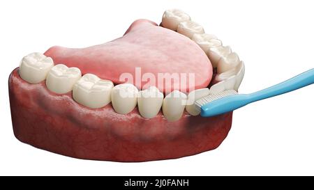 Manual toothbrush, illustration Stock Photo - Alamy