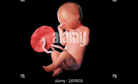 Human fetus at week 33, illustration Stock Photo - Alamy