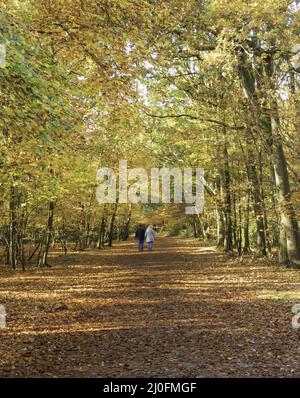 UK - Buckinghamshire - Burnham Beeches Stock Photo - Alamy