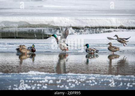 YICHUN, CHINA - MARCH 19, 2022 - Wild ducks are photographed at ...