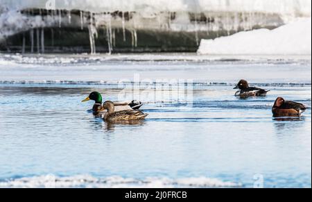 YICHUN, CHINA - MARCH 19, 2022 - Wild ducks are photographed at ...