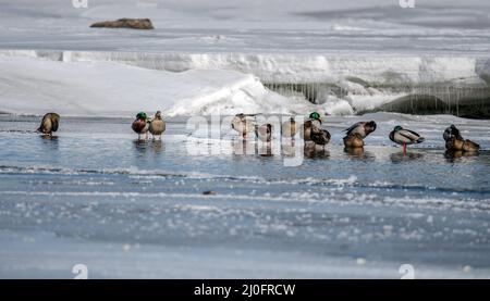 YICHUN, CHINA - MARCH 19, 2022 - Wild ducks are photographed at ...