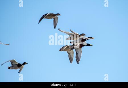 YICHUN, CHINA - MARCH 19, 2022 - Wild ducks are photographed at ...