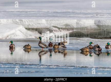 YICHUN, CHINA - MARCH 19, 2022 - Wild ducks are photographed at ...