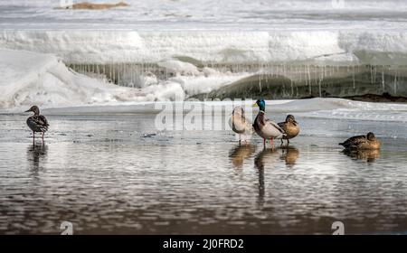YICHUN, CHINA - MARCH 19, 2022 - Wild ducks are photographed at ...