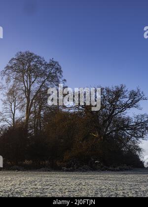 Misty and frosty sunrise with a copse of trees in winter, Castleton ...