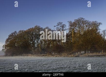 UK - Hertfordshire - Frithsden Copse Stock Photo - Alamy