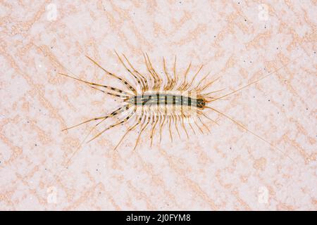 Scutigera coleoptrata. The Flycatcher. Centipede flycatcher insect ...