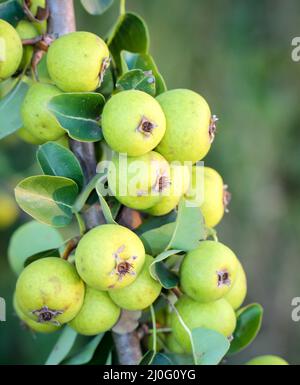 natural small green pears in a glass jar Stock Photo - Alamy