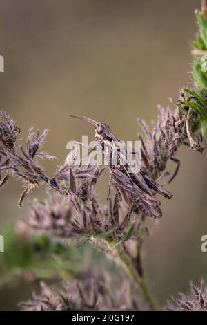 Macro shot of a green and brown grasshopper perched on a bamboo stick ...