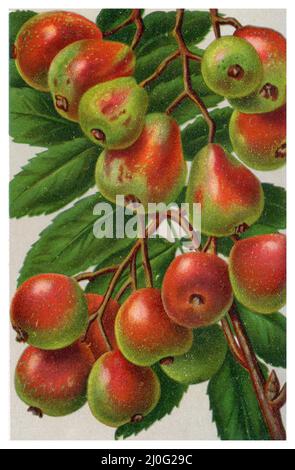 service tree, Sorbus domestica, (garden book, 1877), Speierling ...