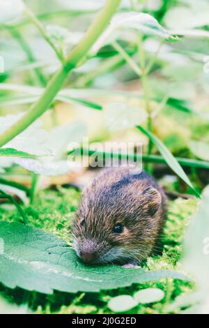 forest birch mouse (Sicista betulina) small on the palm of a person ...