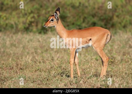 Impala lamb - Masai Mara National Reserve Stock Photo - Alamy
