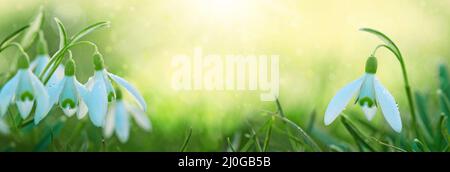 Snowdrops in spring on a meadow with fallen leaves Stock Photo - Alamy