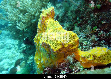Yellow sponge - Mycale humilis Stock Photo - Alamy