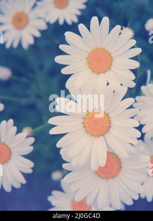 A closeup shot of the daisies Stock Photo - Alamy