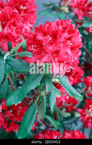 Red Azalea flowers blossom in the garden. Rhododendron tree. Spring ...