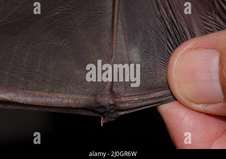Greater noctule bat Nyctalus lasiopterus. San Bartolome de Tirajana ...