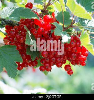 Red Currant berries on a bush closeup Stock Photo - Alamy