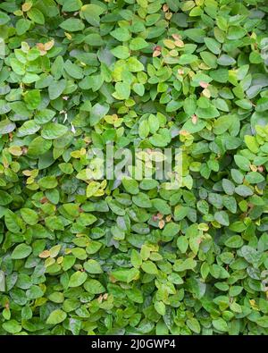 Small green leaves texture background with beautiful pattern. Clean ...
