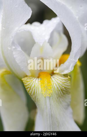 Flower of white iris close-up, isolated on white background Stock Photo ...