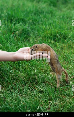 Woman hand feeding gopher Stock Photo - Alamy