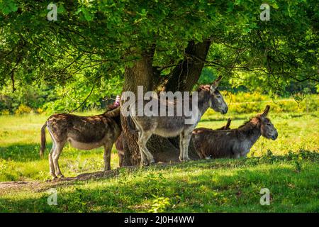 donkeys grazing in the pasture Stock Photo - Alamy