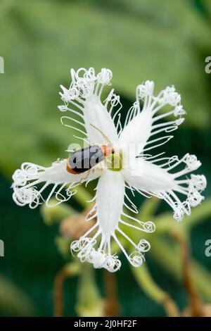 A vertical shot of white pumpkin flower with lush green leaves Stock ...