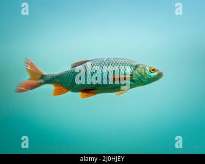 Common rudd (Scardinius erythropthalmus). Freshwater fish Stock Photo ...