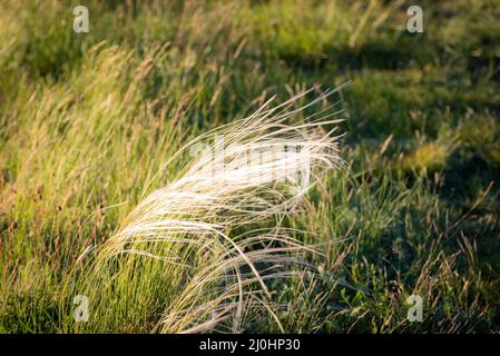 Feather grass, needle grass, or spear grass (Stipa sp.) Crimea, Ukraine ...