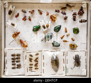 Collection of dried dead insects pinned in a box. White background ...