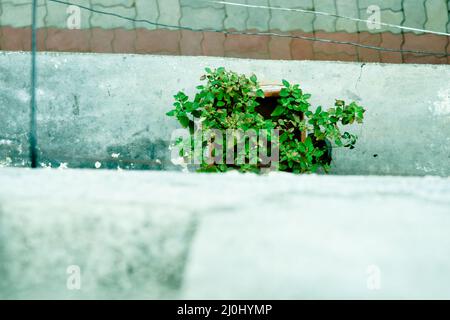 Beautiful tiled floor in garden decorate at national park Stock Photo ...