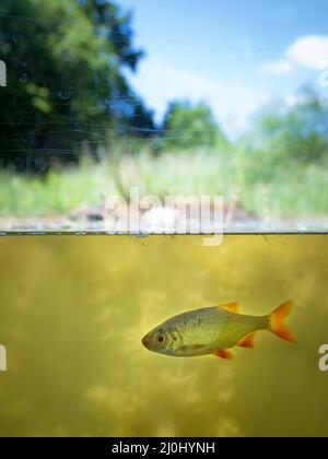 Rudd fish in blue water Stock Photo - Alamy