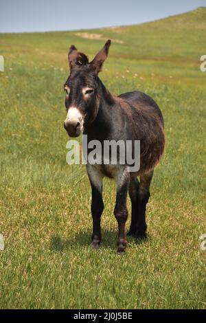 Gorgeous beautiful dark brown burrow in a meadow Stock Photo - Alamy