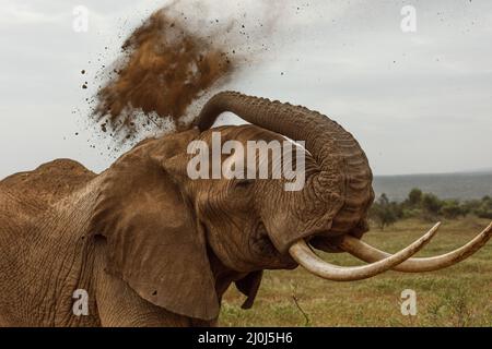 elephant giving himself a dirt bath Stock Photo - Alamy