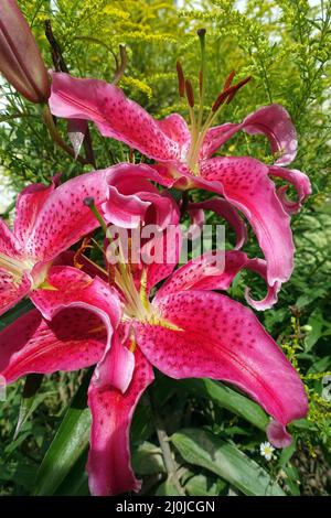 Oriental lily hybrid - flowering plant in the garden Stock Photo - Alamy