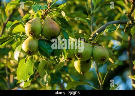 Birnen wachsen an einem Baum Stock Photo - Alamy