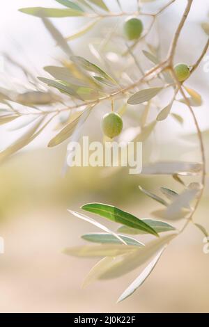 Foliage and fruits of Green Olive Tree, Phillyrea latifolia subsp ...
