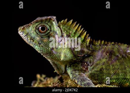 Sumatran forest dragon in black background Stock Photo - Alamy
