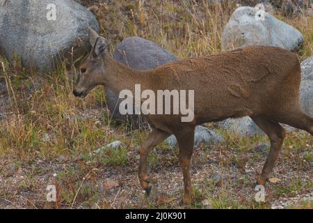 Beautiful South Andean deer walking on the grass in nature in Patagonia ...