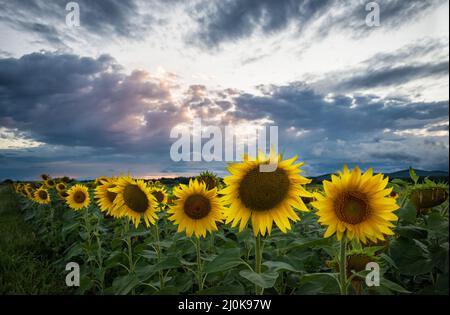 Sunflowers in the field, summertime agricultural background Stock Photo ...